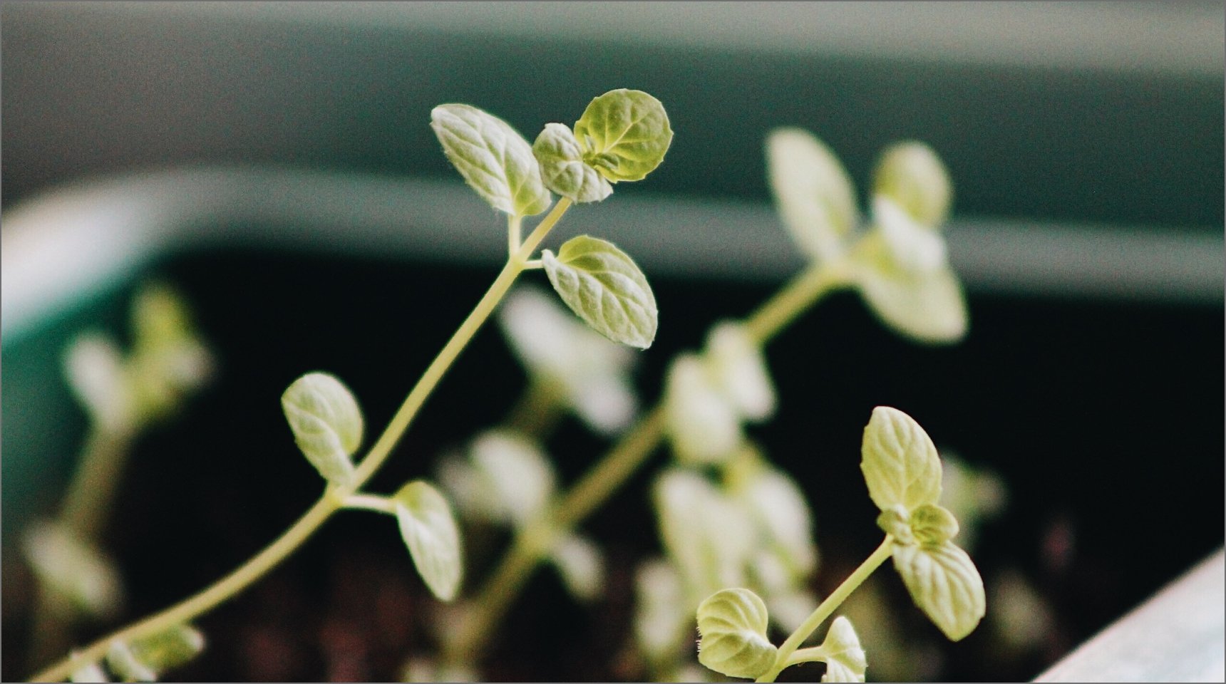 Goldilocks Growing Conditions: Water, Temperature, Time and Placement ...
