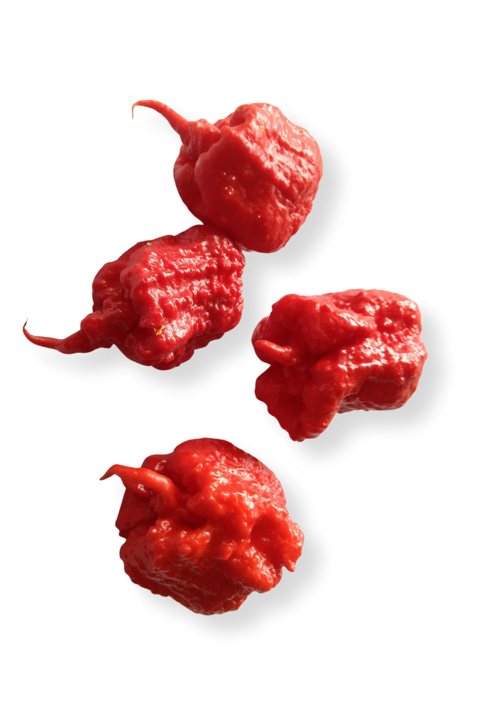 Red Smokin' Ed's Carolina Reaper® Seeds – PuckerButt Pepper Company
