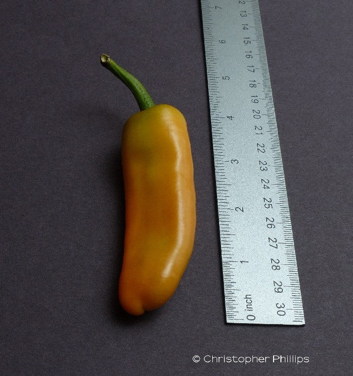 Seeds – PuckerButt Pepper Company