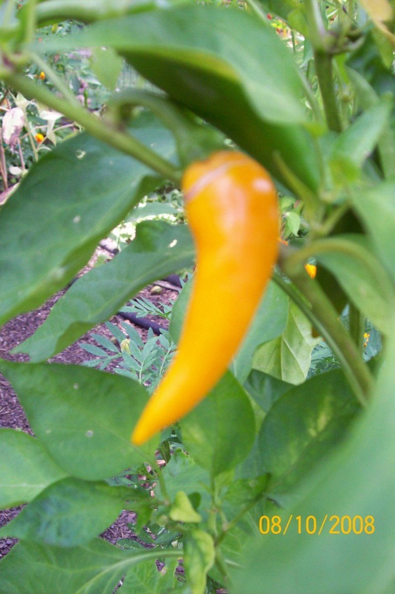 Seeds – PuckerButt Pepper Company
